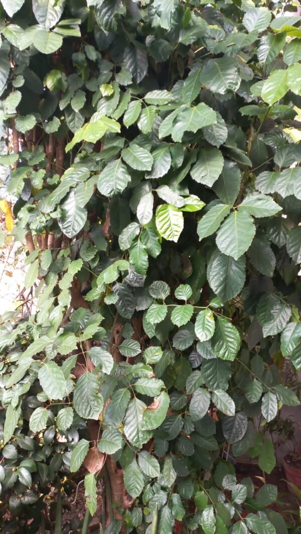 Ewe (folha) Akoko - Ilê Asé Ifá Òrìṣà